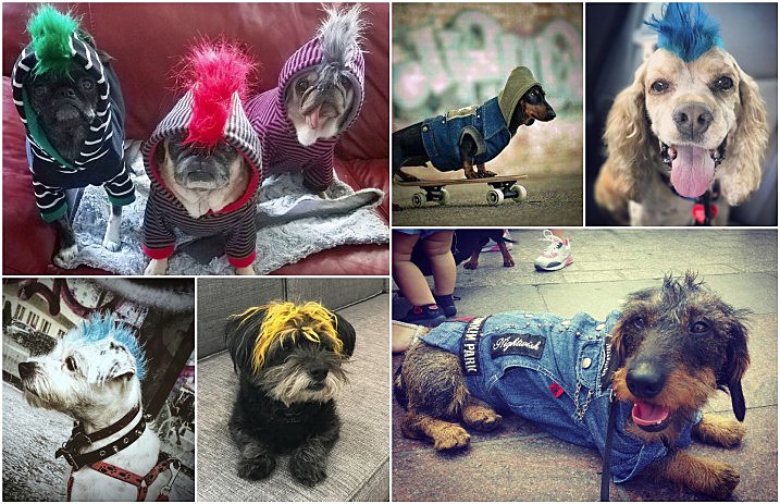 These 20 adorable pups are more punk than you'll ever be