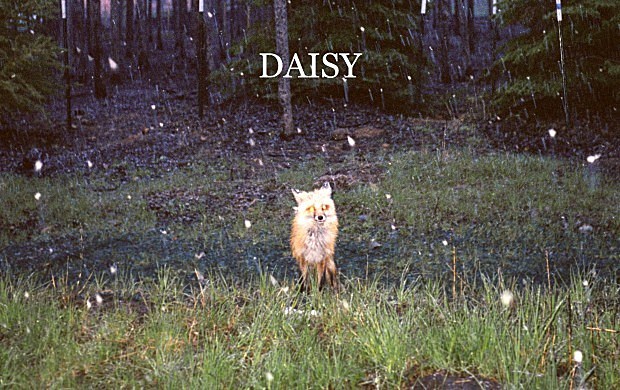 Brand New’s ‘Daisy’ turns five